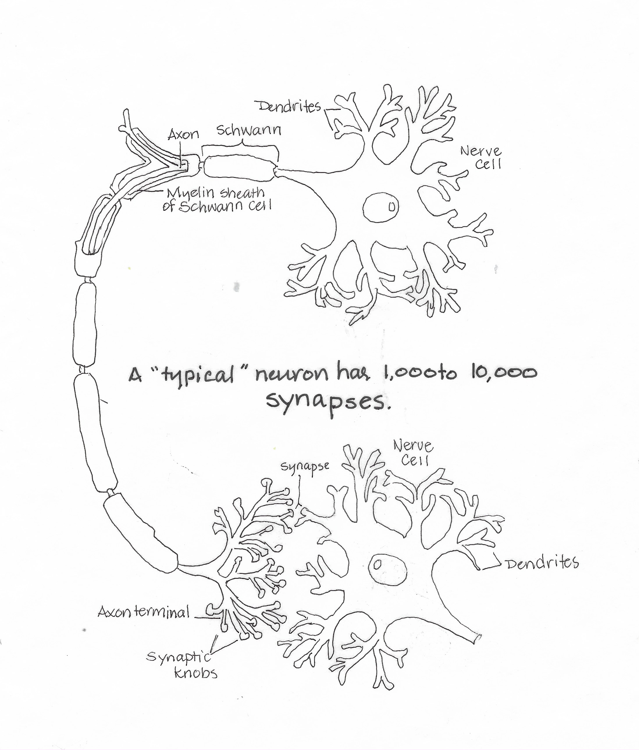 Why is it so easy to injure a brain? Part 2 – My Life in Brain Injuries